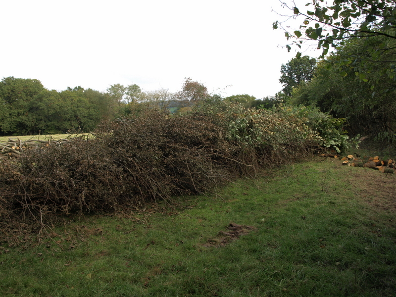 What to Do with Hedge Brush Wood? | Carmarthenshire Meadows Group ...