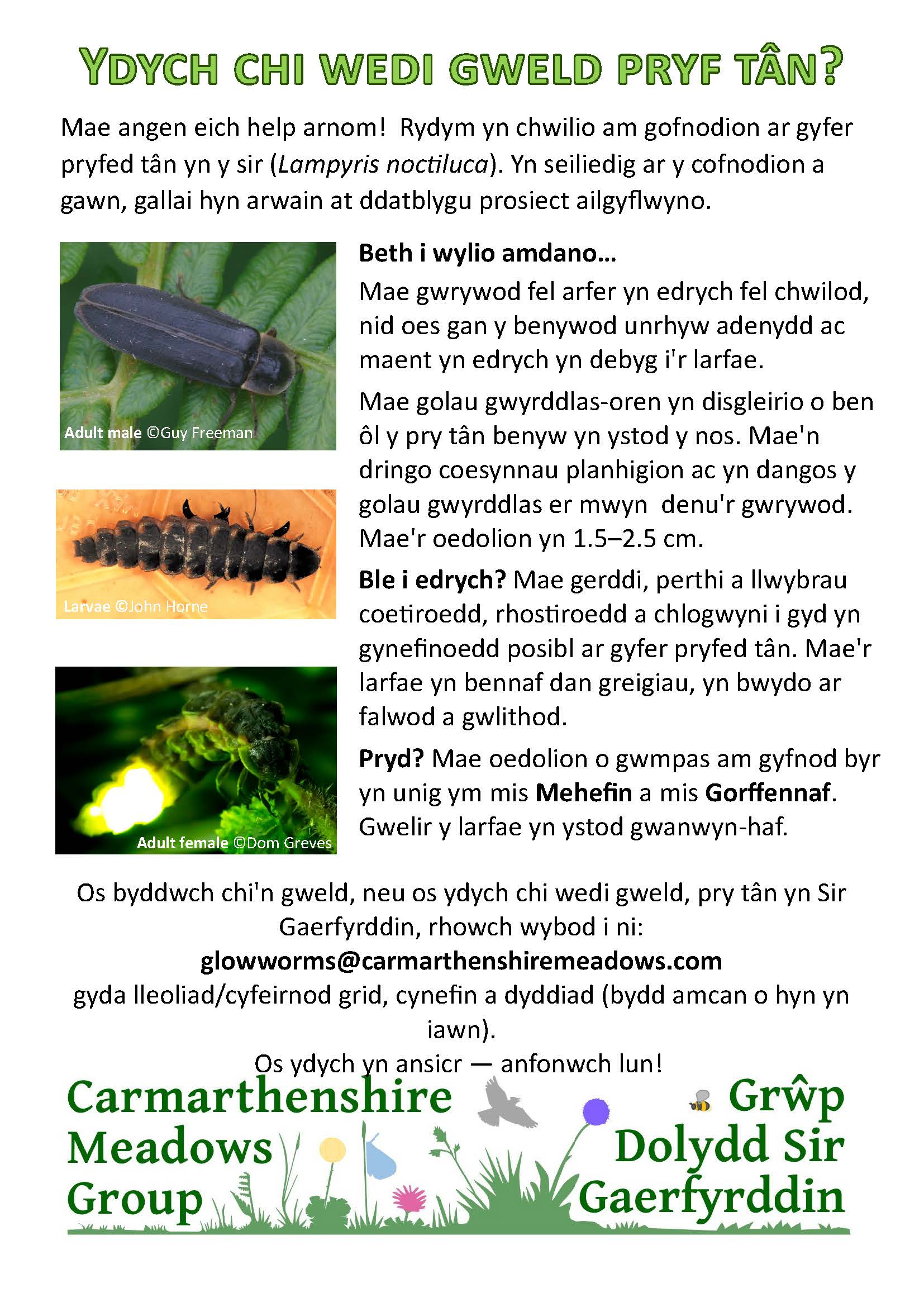 The Glow Worm project – Have you seen a glow worm? | Carmarthenshire ...