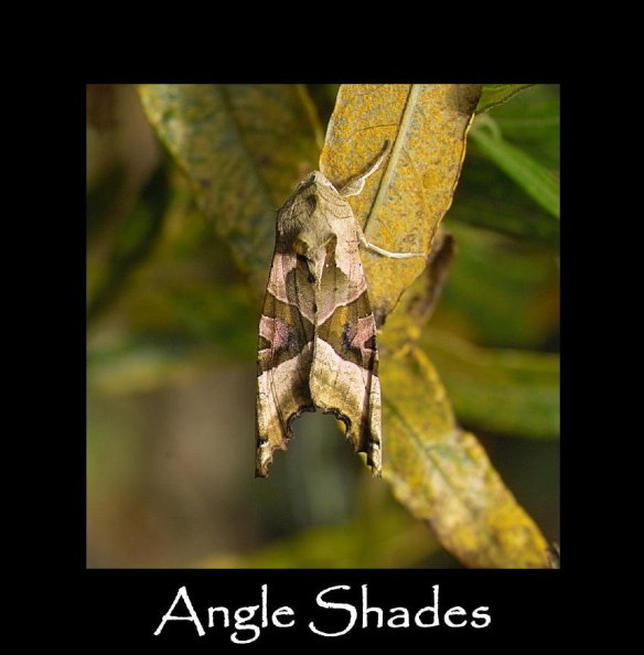 In the wake of National Moth Night…. | Carmarthenshire Meadows Group ...