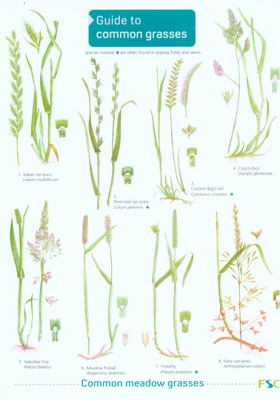 Identifying Grasses | Carmarthenshire Meadows Group – Grŵp Dolydd Sir ...